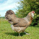 Hatching Eggs: Intense Egg Colors Assortment, Hen Haven Location - My ...