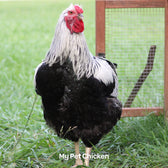 Hatching Eggs: Silver Penciled Wyandotte, Backyard Bunch Location - My ...