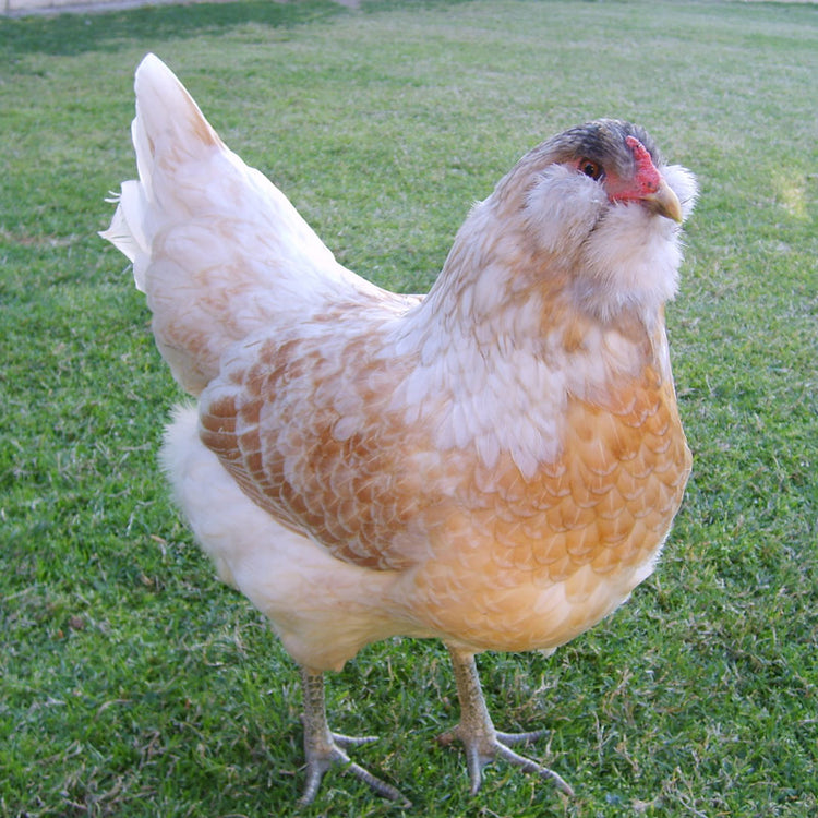 Pullet: 100% Frizzle Easter Egger, Shipping Week of - My Pet Chicken