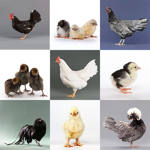 Baby Chicks: White Egg Layer Assortment - My Pet Chicken