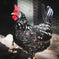 Baby Chicks: Ancona - My Pet Chicken