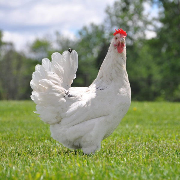 White Australorp Chickens