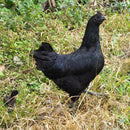 Baby Chicks: Ayam Cemani - My Pet Chicken