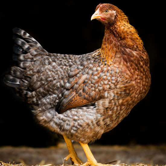 Baby Chicks: Bielefelder - My Pet Chicken