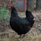 Baby Chicks: Black Australorp - Female - My Pet Chicken