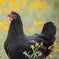 Baby Chicks: Black Australorp - Female - My Pet Chicken