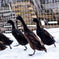 Ducklings: Black Runner - Straight Run - My Pet Chicken