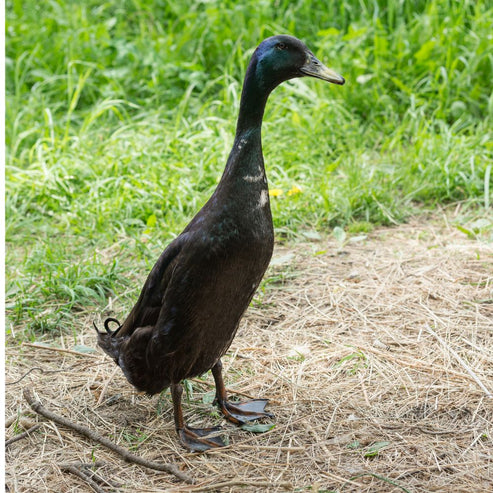 Ducklings: Black Runner - Straight Run - My Pet Chicken
