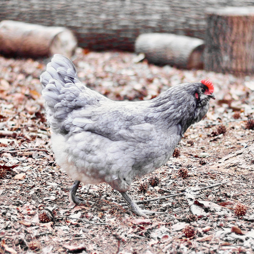 Baby Chicks: Blue Easter Egger - My Pet Chicken
