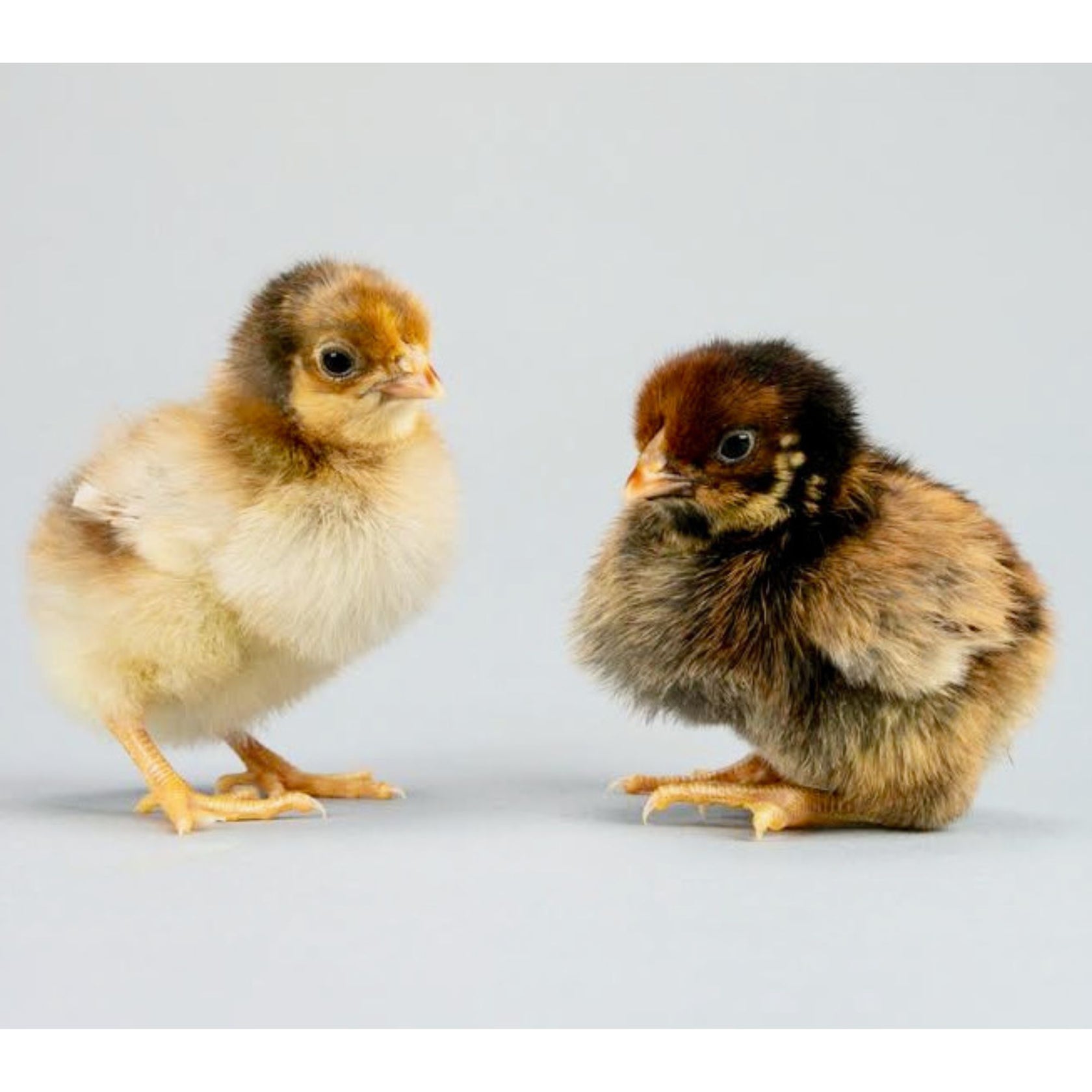 Baby Chicks: Blue Laced Red Wyandotte - My Pet Chicken