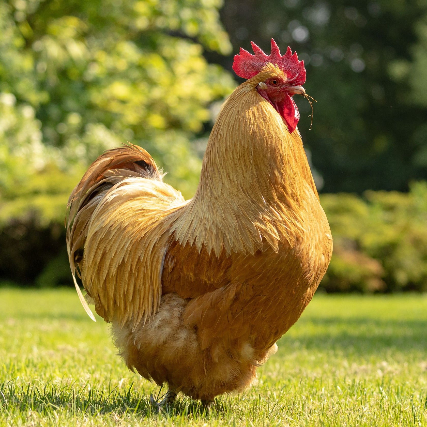 Baby Chicks: Buff Orpington - My Pet Chicken