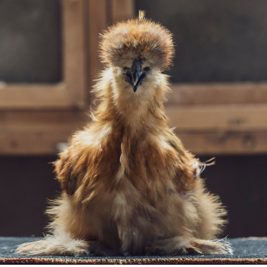 Baby Chicks: Buff Silkie Bantam - My Pet Chicken
