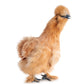 Baby Chicks: Buff Silkie Bantam - My Pet Chicken