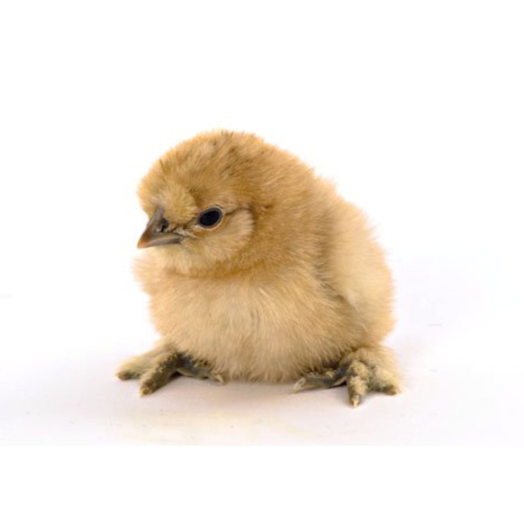 Baby Chicks: Buff Silkie Bantam - My Pet Chicken