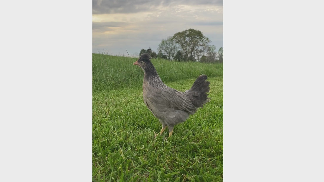 Pullet: Cream Legbar Blue-Egger, Shipping Week of 10/27/2025 - My Pet ...