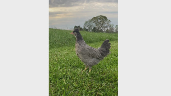 Pullet: Cream Legbar Blue-Egger, Shipping Week 05/18/2026 - My Pet Chicken