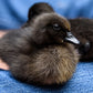 Ducklings: Cayuga - My Pet Chicken