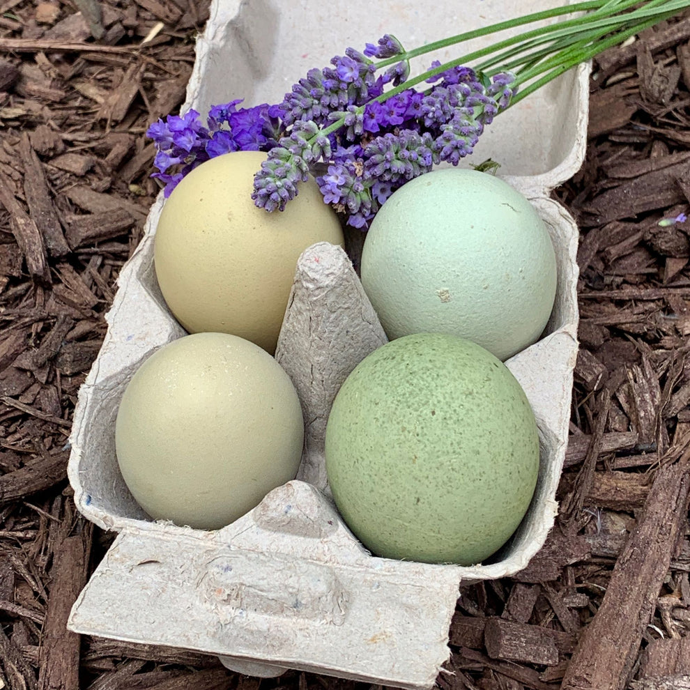 Mystery Chick from Our Colorful Egg Layer Assortment - My Pet Chicken