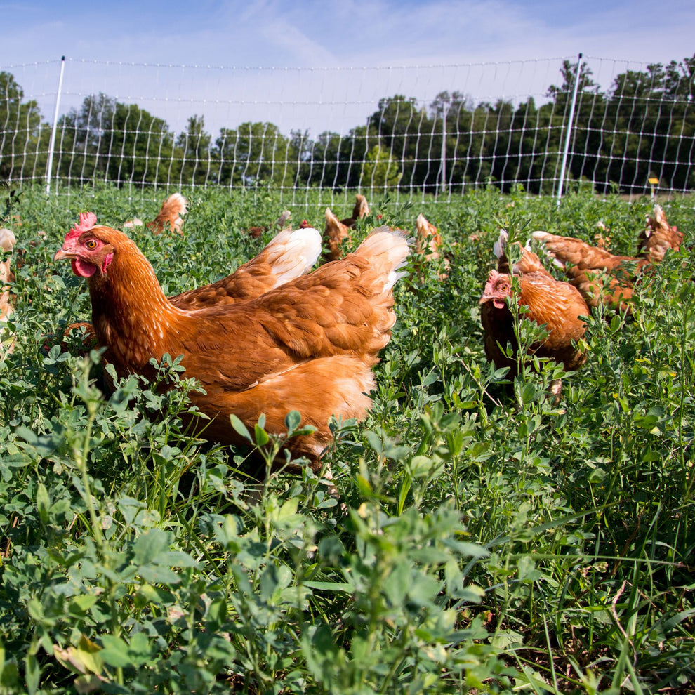 Baby Chicks: Golden Buff (Red Star) - Male - My Pet Chicken