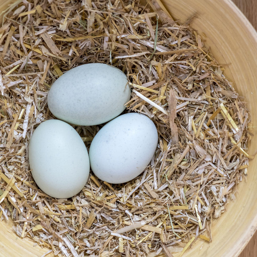 Pullet: Cream Legbar Blue-Egger, Shipping Week 02/09/2026 - My Pet Chicken