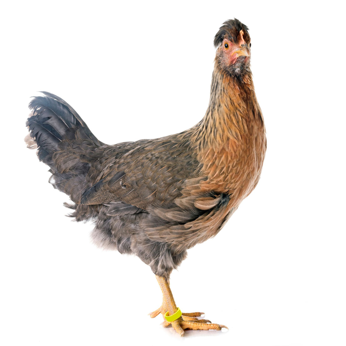 Pullet: Cream Legbar Blue-Egger, Shipping Week 02/09/2026 - My Pet Chicken