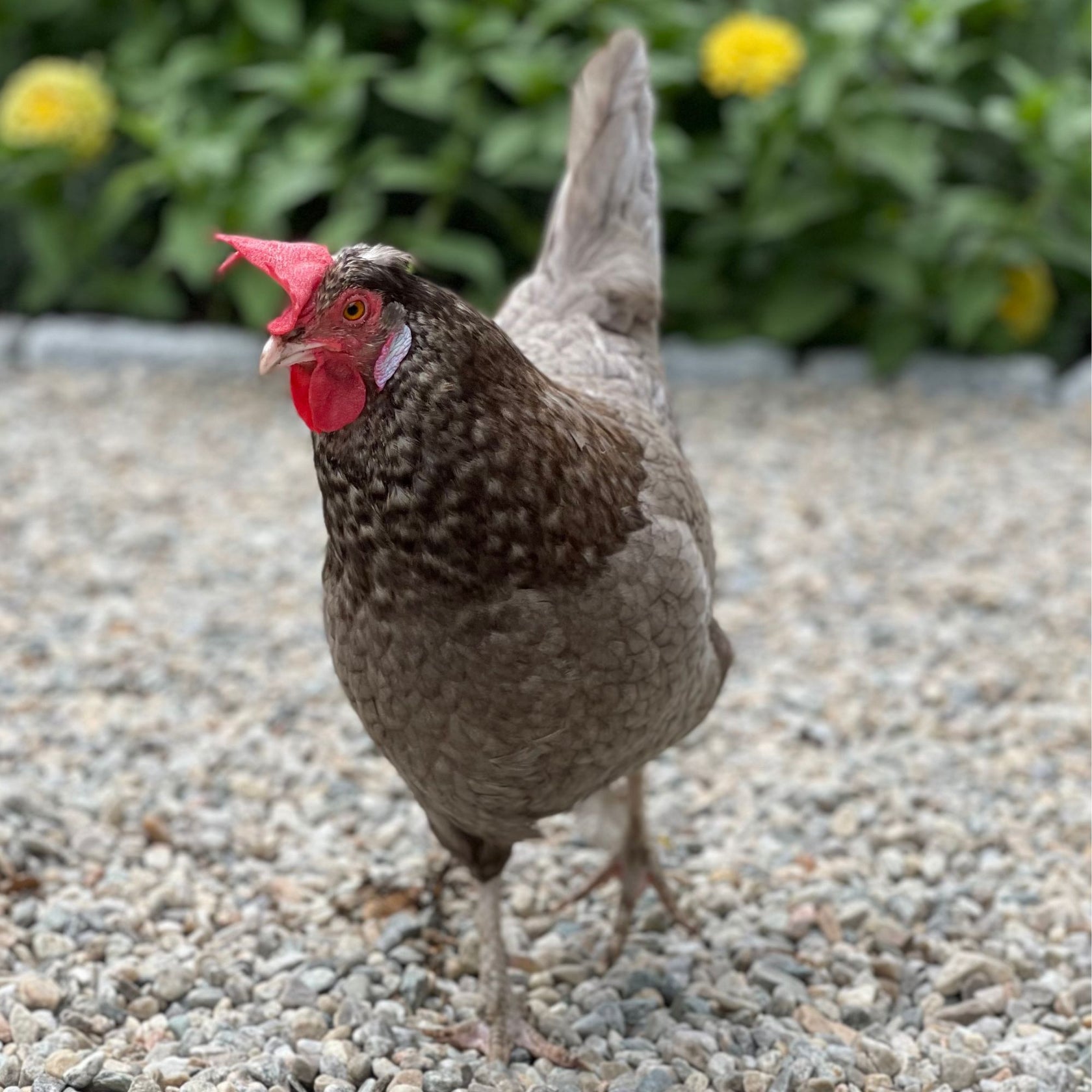 Baby Chicks: Cuckoo Bluebar Blue-Egger - My Pet Chicken