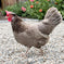 Baby Chicks: Cuckoo Bluebar Blue-Egger - My Pet Chicken