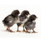 Baby Chicks: Cuckoo Bluebar Blue-Egger - My Pet Chicken
