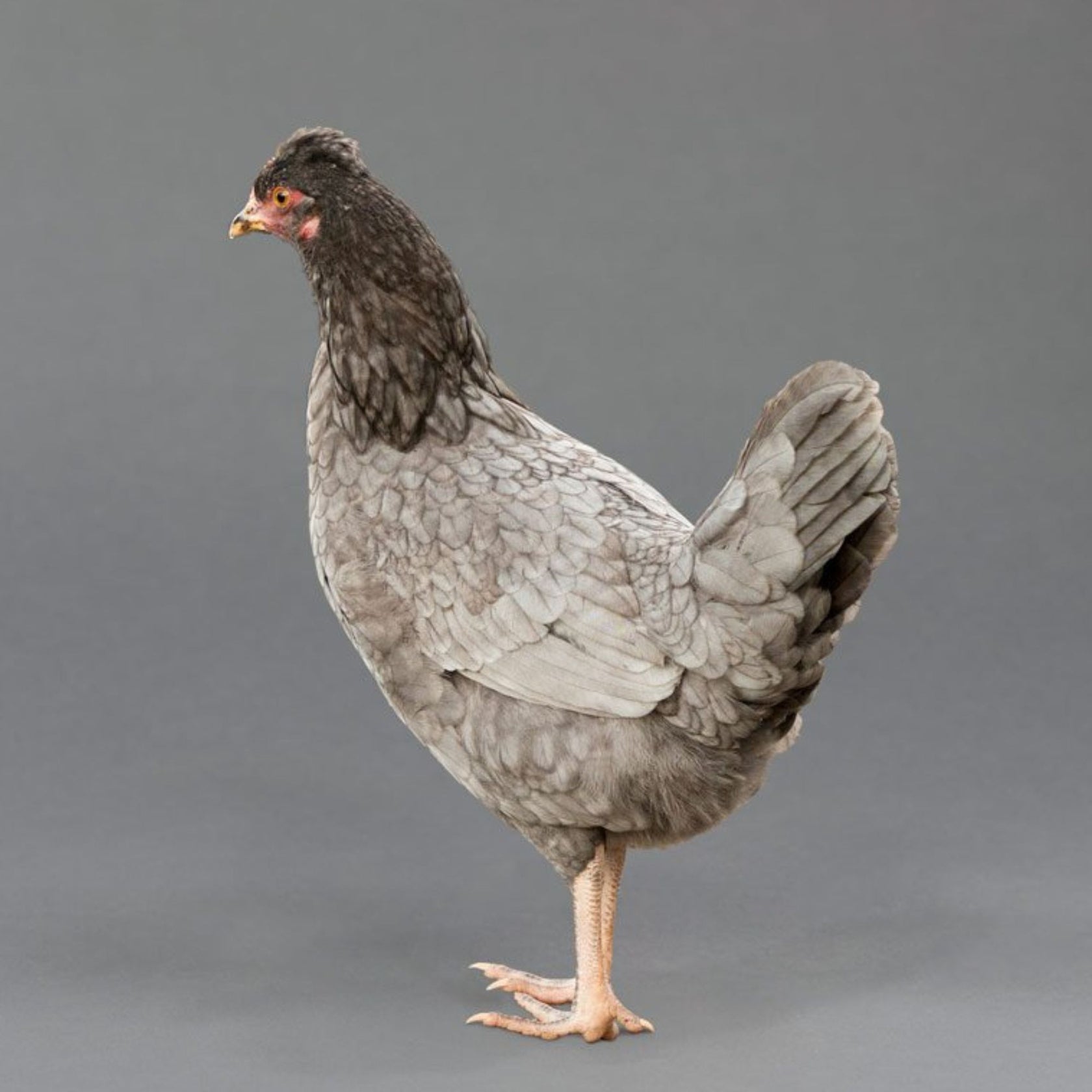 Baby Chicks: Cuckoo Bluebar Blue-Egger - My Pet Chicken