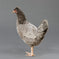 Baby Chicks: Cuckoo Bluebar Blue-Egger - My Pet Chicken