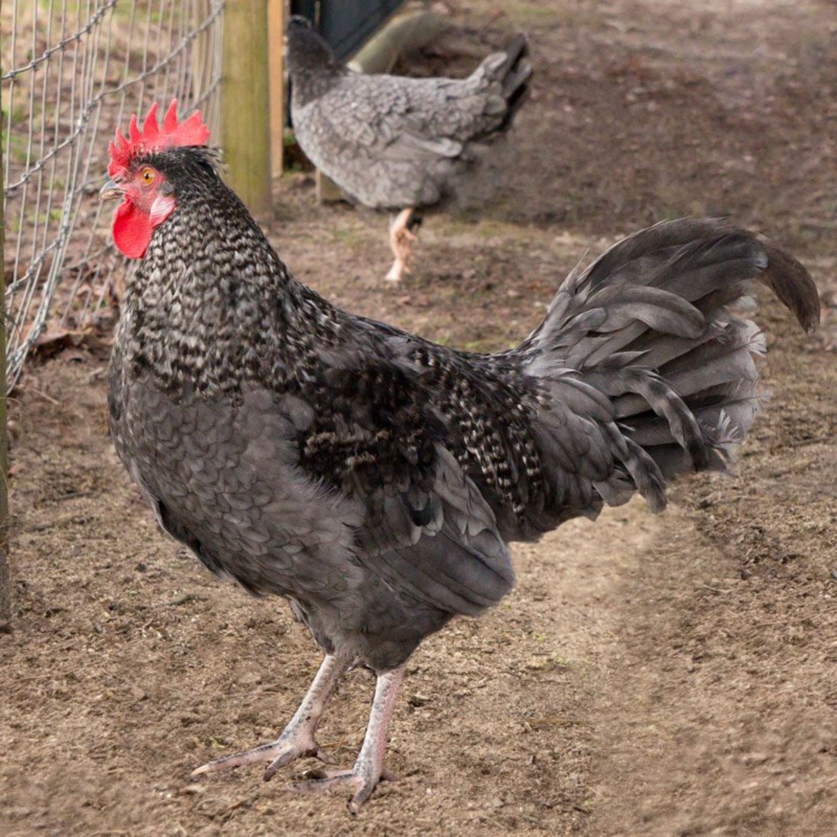 Baby Chicks: Cuckoo Bluebar Blue-Egger - My Pet Chicken
