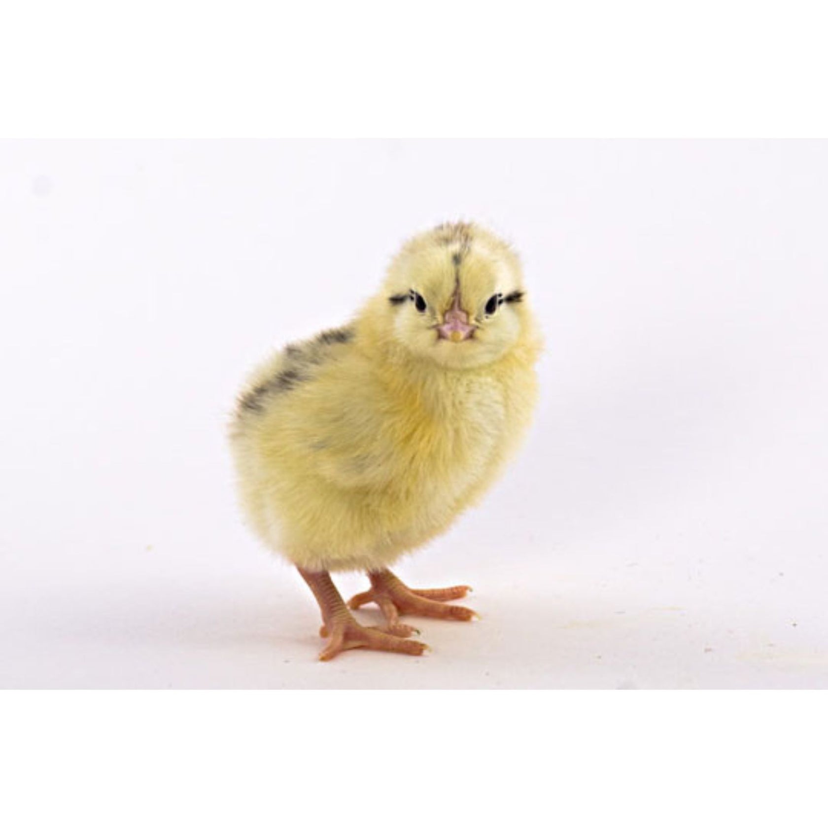 Baby Chicks: Delaware - My Pet Chicken