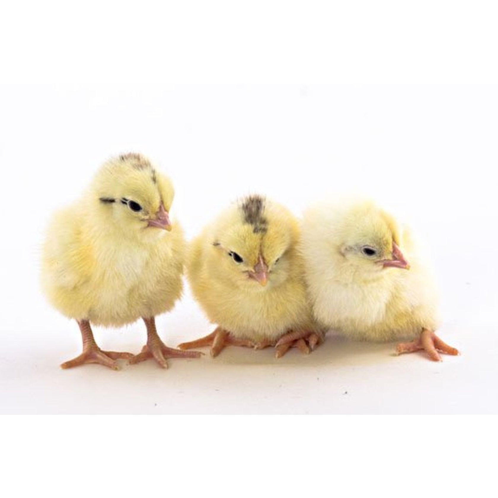 Baby Chicks: Delaware - My Pet Chicken