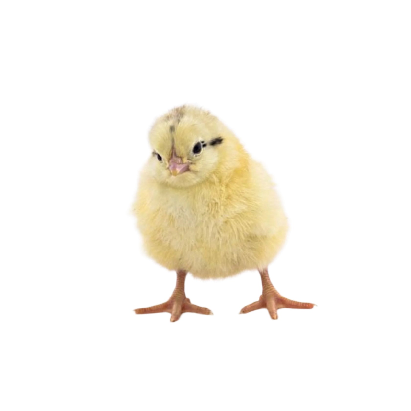 Baby Chicks: Delaware - My Pet Chicken