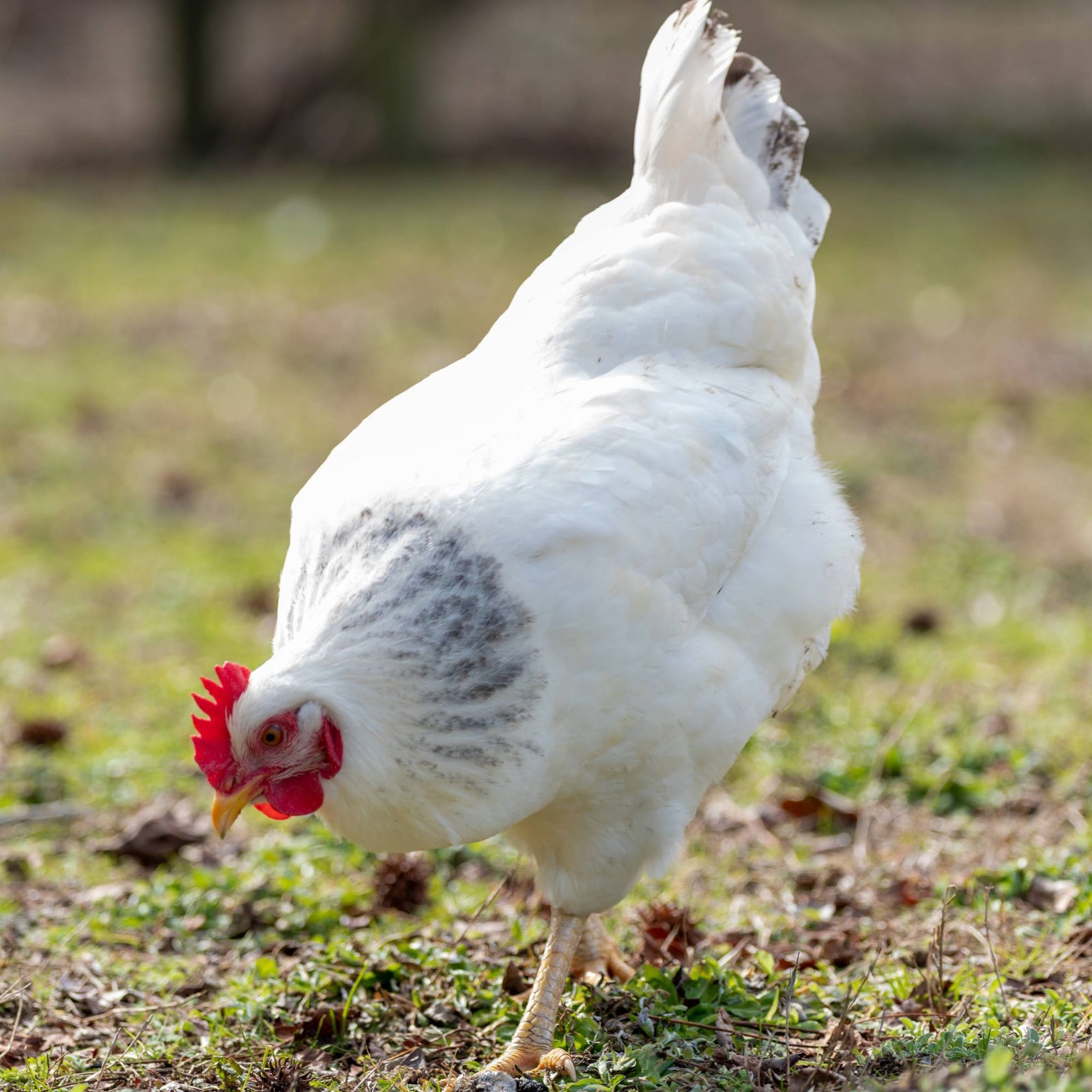 Baby Chicks: Delaware - My Pet Chicken