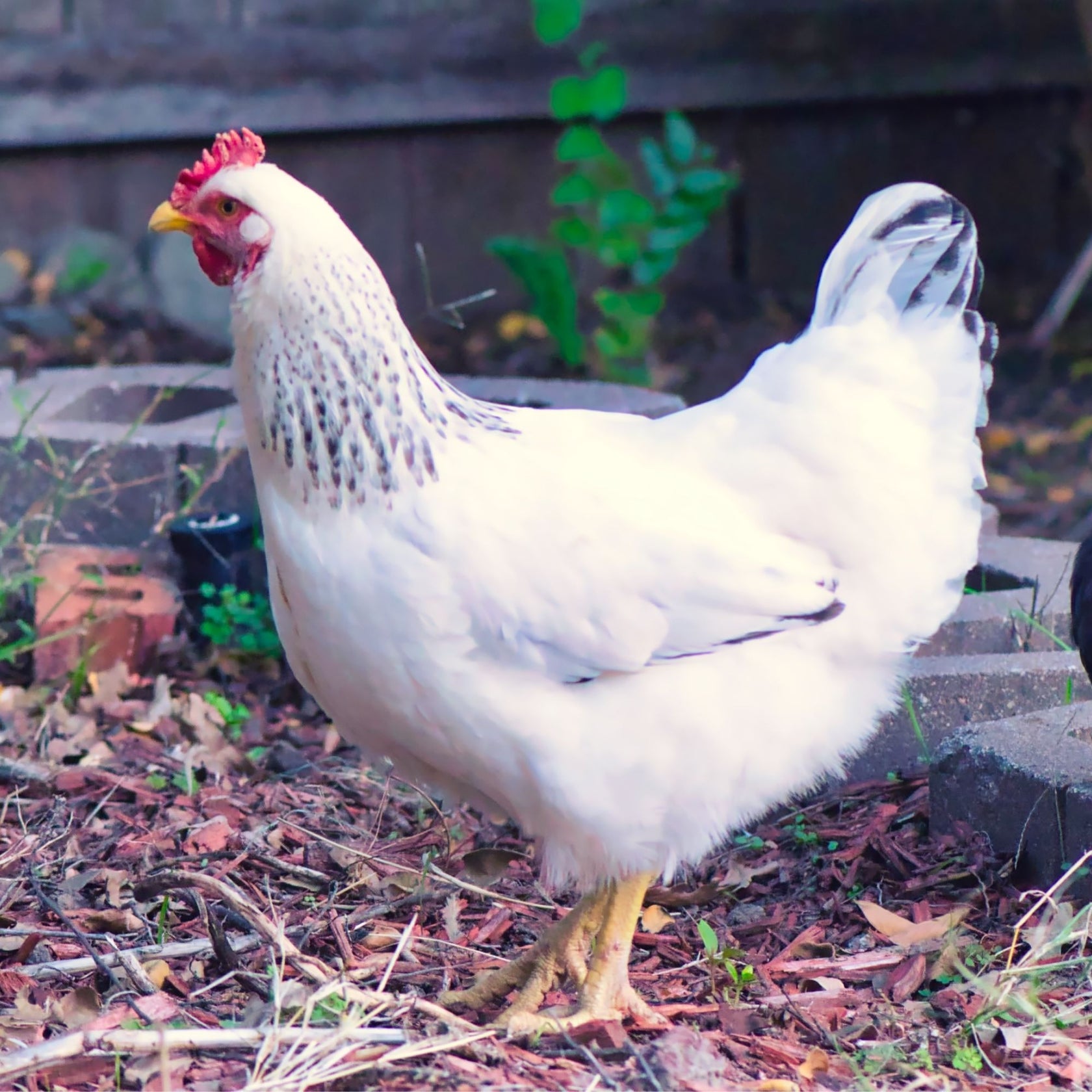 Baby Chicks: Delaware - My Pet Chicken