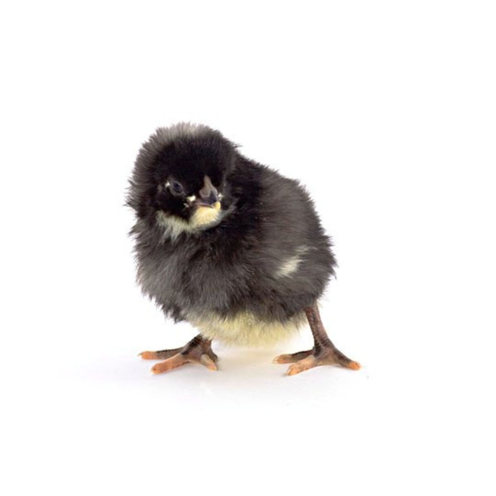 Baby Chicks: Dominique - My Pet Chicken