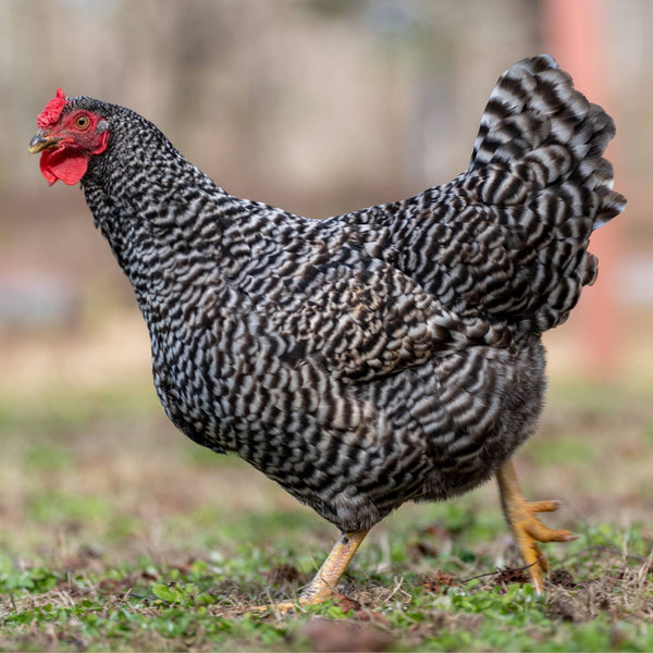 Dominecker Chickens Eggs