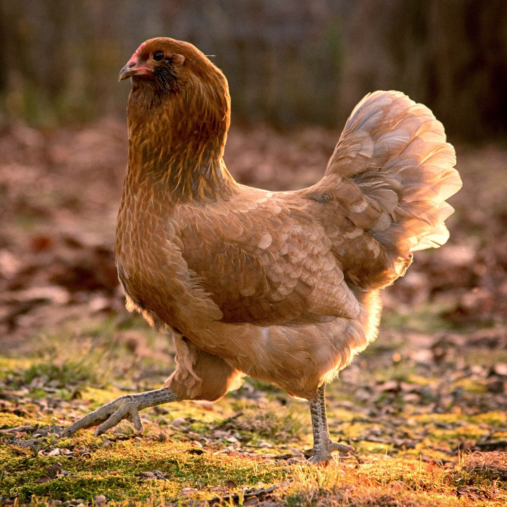 Chicken Breeds - My Pet Chicken