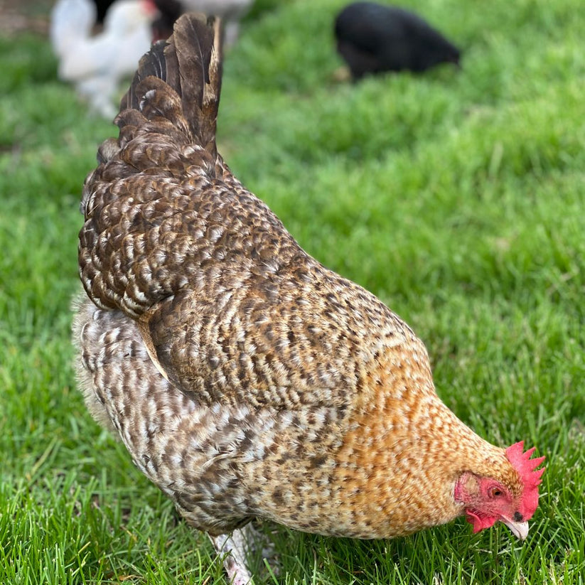 Pullet: Golden Cuckoo Marans, Shipping Week of - My Pet Chicken