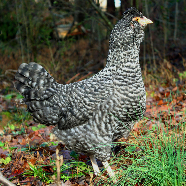 Baby Chicks: Green Queen Easter Egger - My Pet Chicken