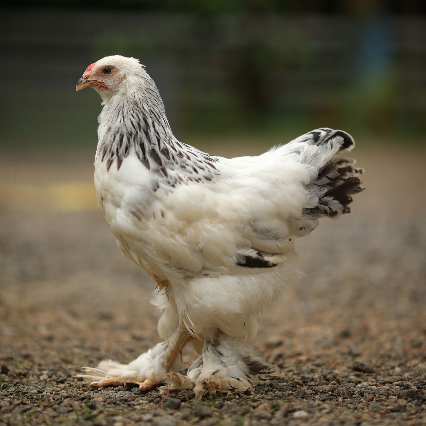 Pullet: Light Brahma, Shipping week of - My Pet Chicken