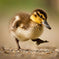 Ducklings: Rouen - My Pet Chicken
