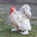 Baby Chicks: Blue/Black/Splash Cochin - My Pet Chicken