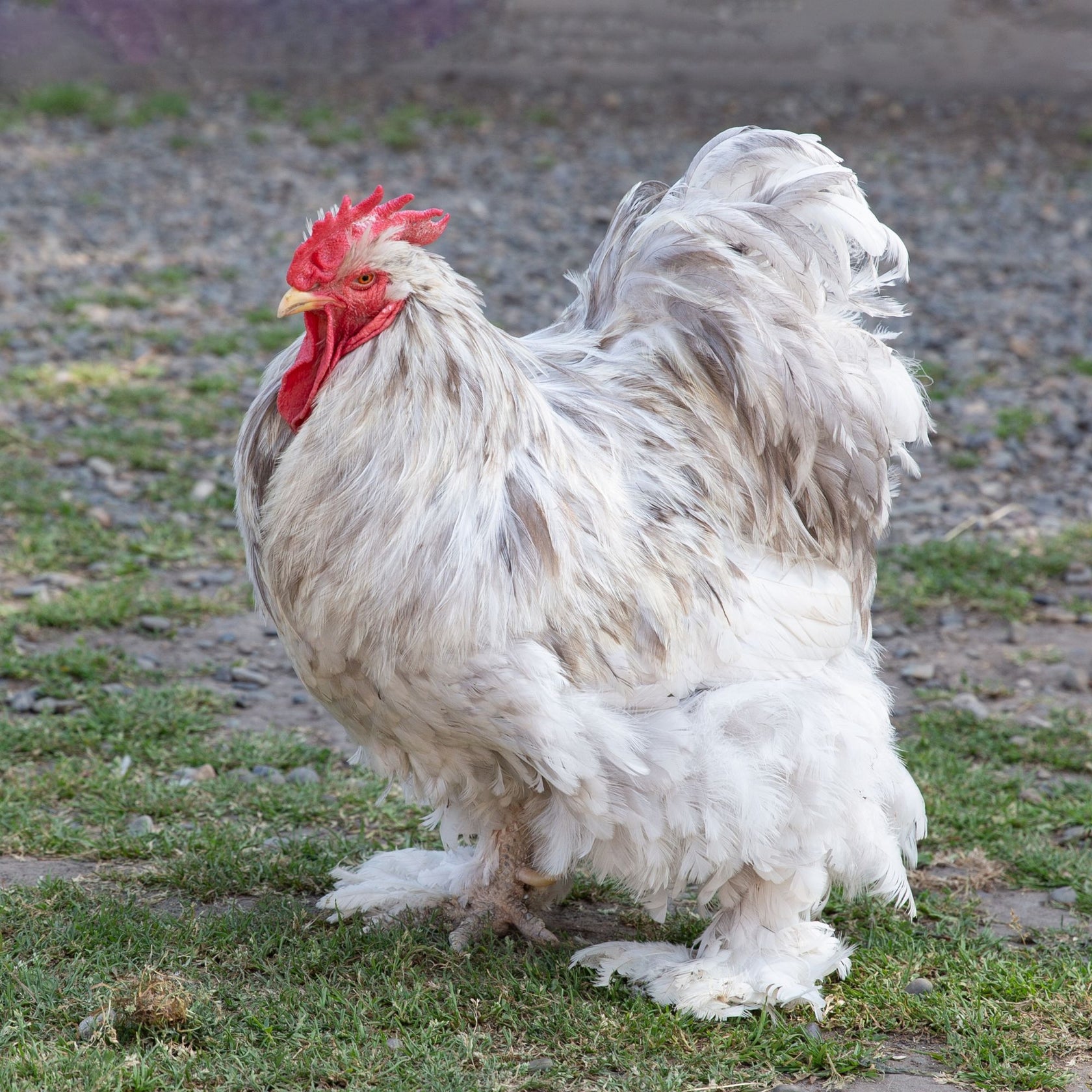 Baby Chicks: Blue/Black/Splash Cochin - My Pet Chicken
