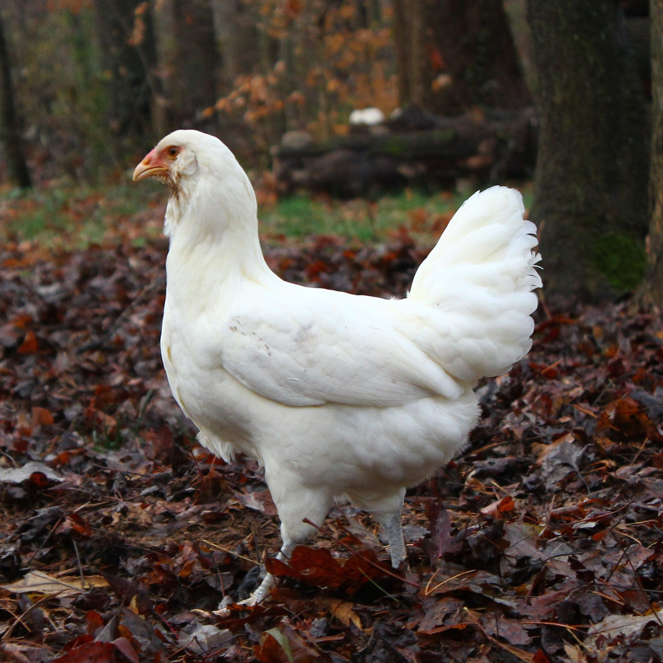 Baby Chicks: Bountiful Blue Egg Layer - Straight Run - My Pet Chicken