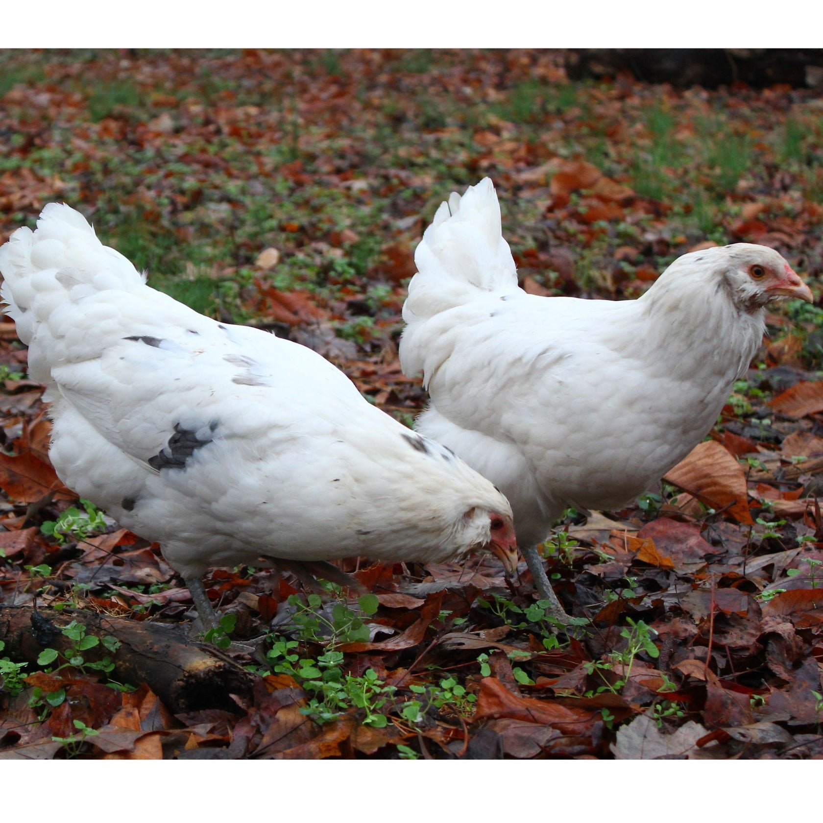 Baby Chicks: Bountiful Blue Egg Layer - Straight Run - My Pet Chicken