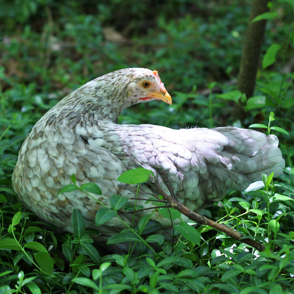 Baby Chicks: Swedish Flower Hen - My Pet Chicken